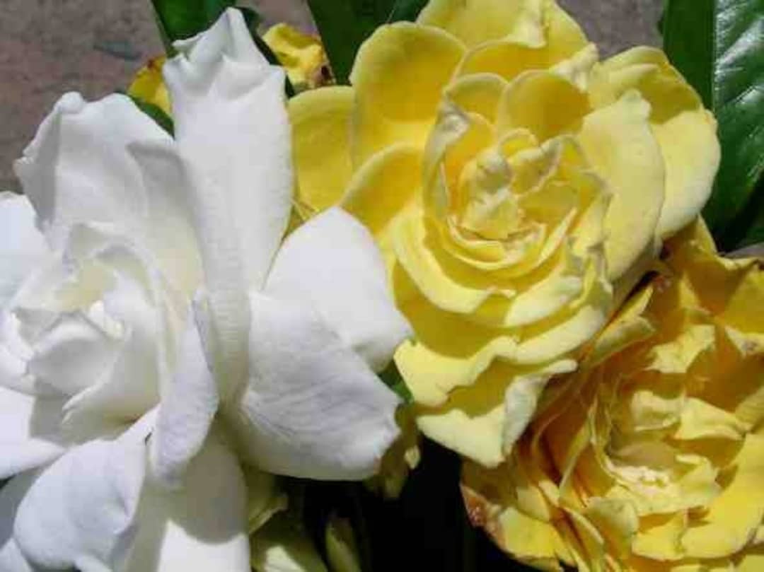 Golden Magic~~gardenia Jasminoides Live Well Rooted Plant~~heavenly ...