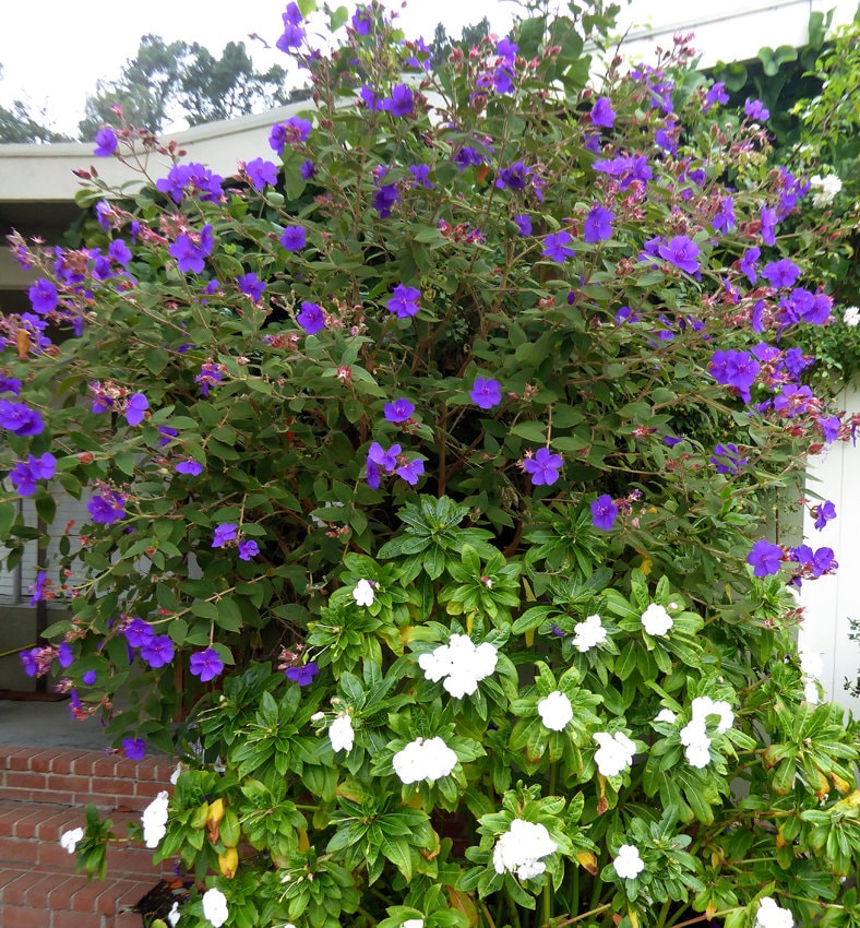 Athens Blue Princess Glory Bush Plant~~tibouchina Urvilleana~small ...