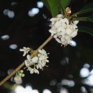 Fragrant Tea Sweet Olive Osmanthus Fragran Rooted Starter Plant ...
