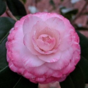 GRACE Albritton*bicolor Bloom**camellia Japonica-live Starter Plant ...