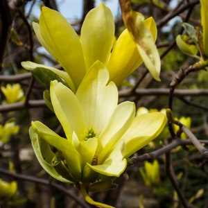 Butterflies~magnolia Tree Hybrid~vivid Yellow Fragrant Blooms! 20-28 ...