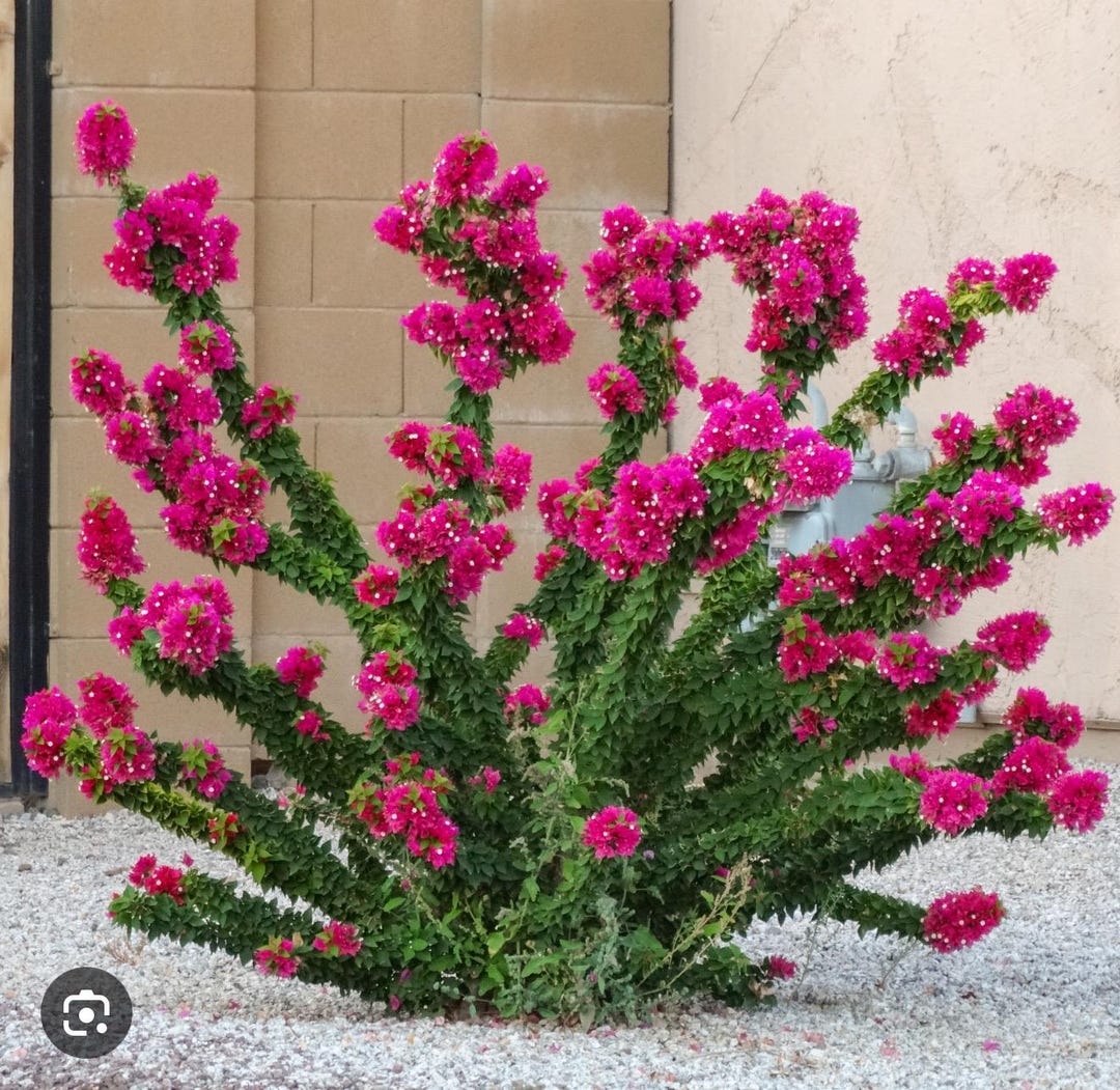 Torch Glow Bougainvillea-small ROOTED STARTER Plant- - Etsy