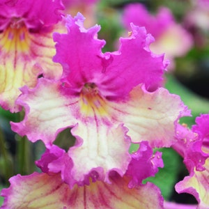Yellow Pink Cap~~ladyslippers Cape Primrose Streptocarpus ~~SMALLL ...