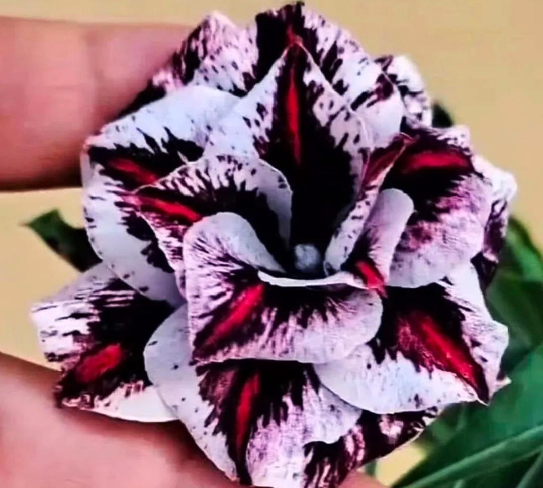 Psychedelic Dreams~ Desert Rose Adenium Obesum SMALL Rooted Seedling ...