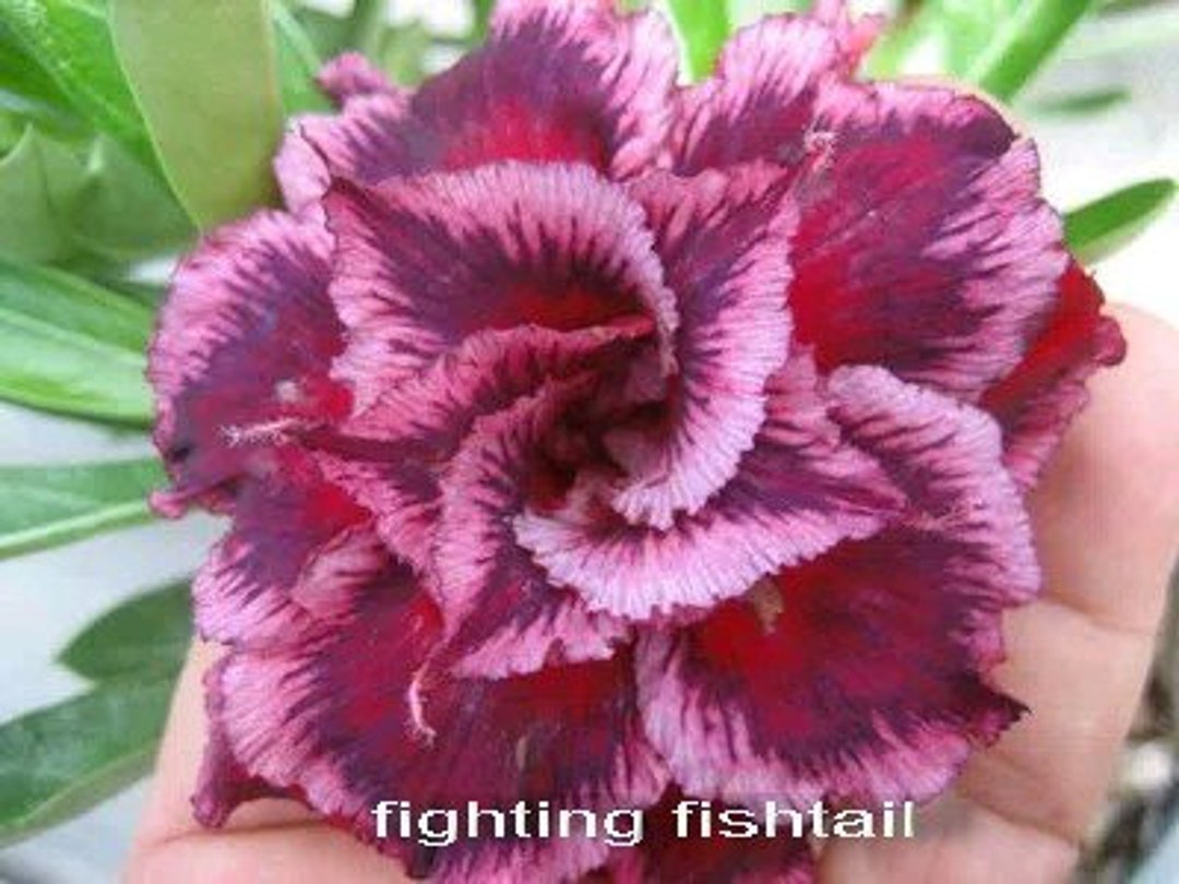FIGHTING FISHTAIL Adenium Obesum Grafted Plant~desert Rose Plant *USA ...