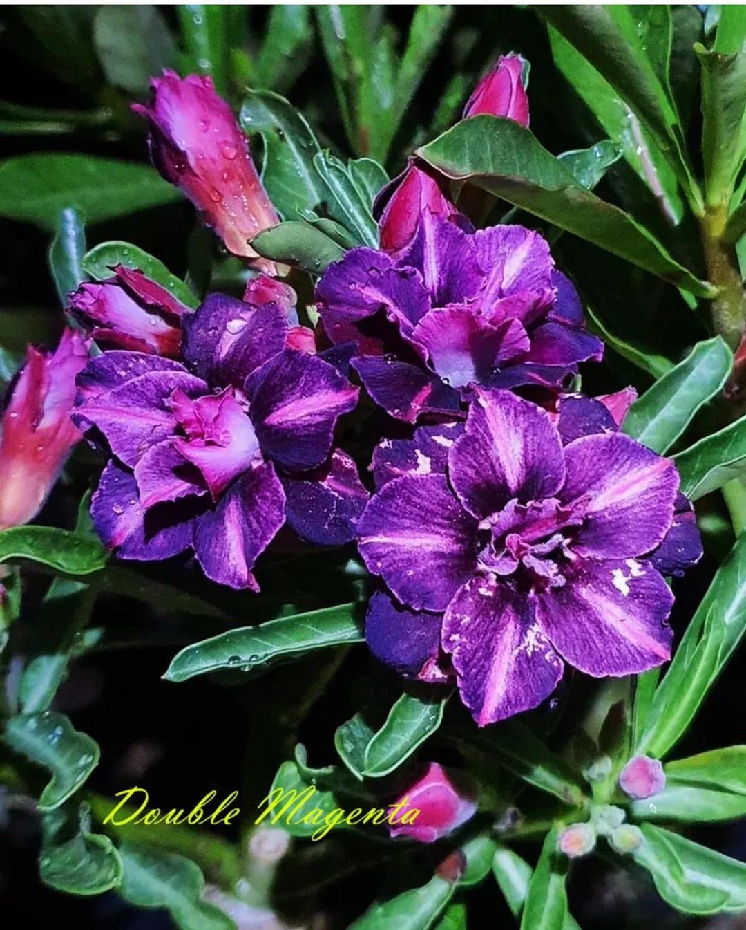 Double Magenta ~ Desert Rose Adenium Obesum SMALL Rooted Seedling Plant ...