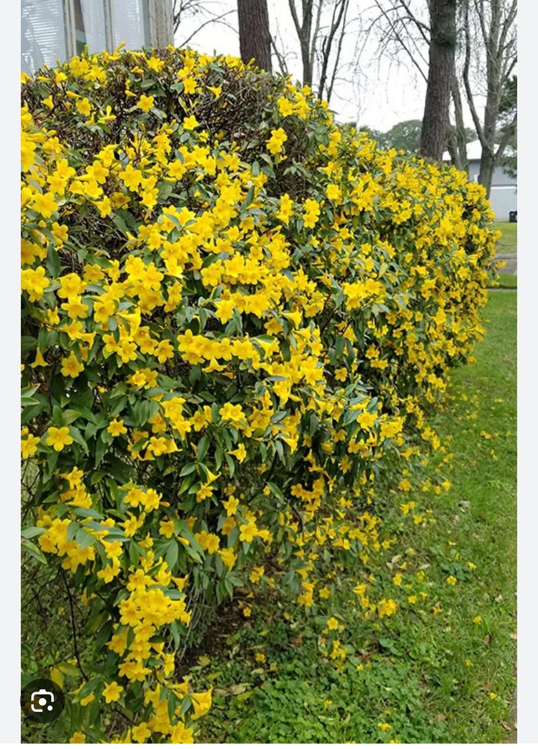 Yellow Butterfly Jasmine Vine~margarita CAROLINA Jessamine~gelsemium ...