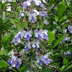 Blue Butterfly Bush AKA Blue Wings Small Rooted Starter Plant ...