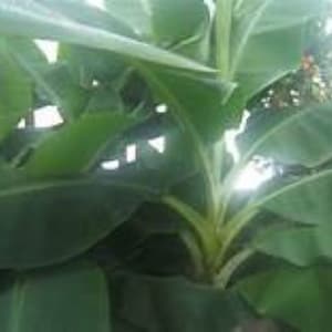 Gran Nain Chiquita Banana Tree~~musa Acuminata Live Banana Tree~~small ...