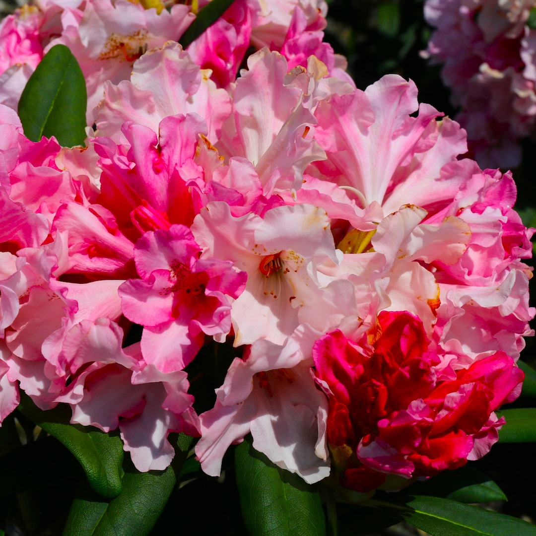 Yaku Princessazalea Rhododendronlarge Rooted Plantvarying Shades of ...