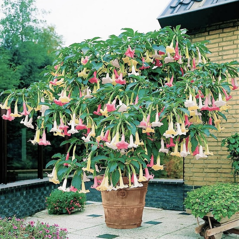 Angel Trumpet Flower Tree - Etsy