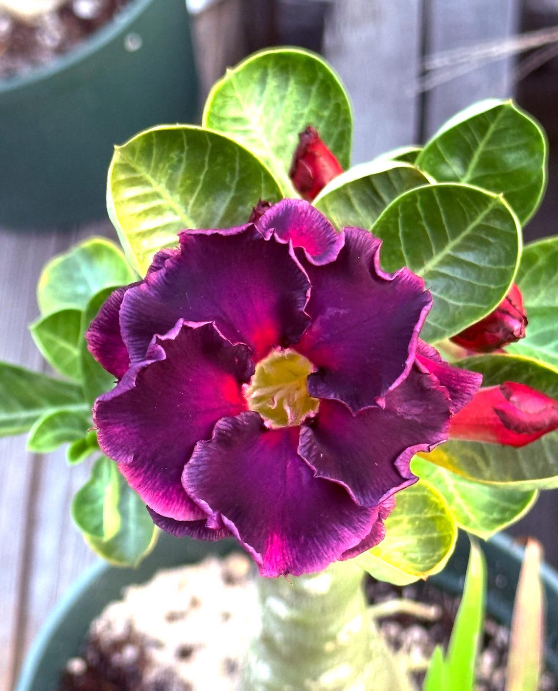 Black Purple~ Adenium Obesum Grafted Plant~desert Rose Plant *USA Grown ...