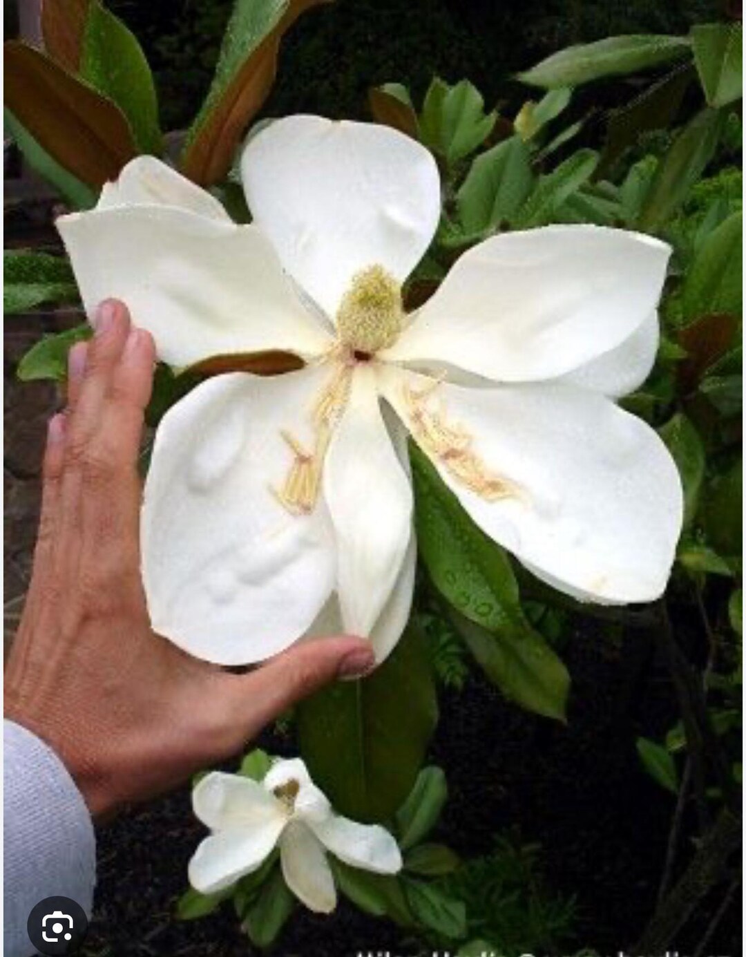 Edith Bogue~~evergreen Southern Magnolia Grandifolia Tree~ 20-24inch ...