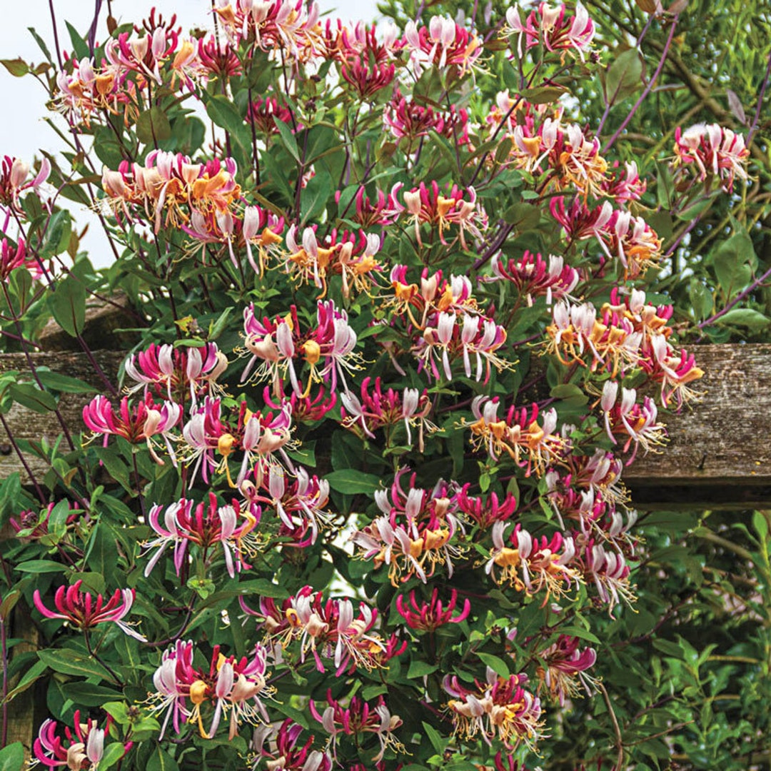 serotina-belgica-honeysuckle-vine-well-rooted-starter-plant-late