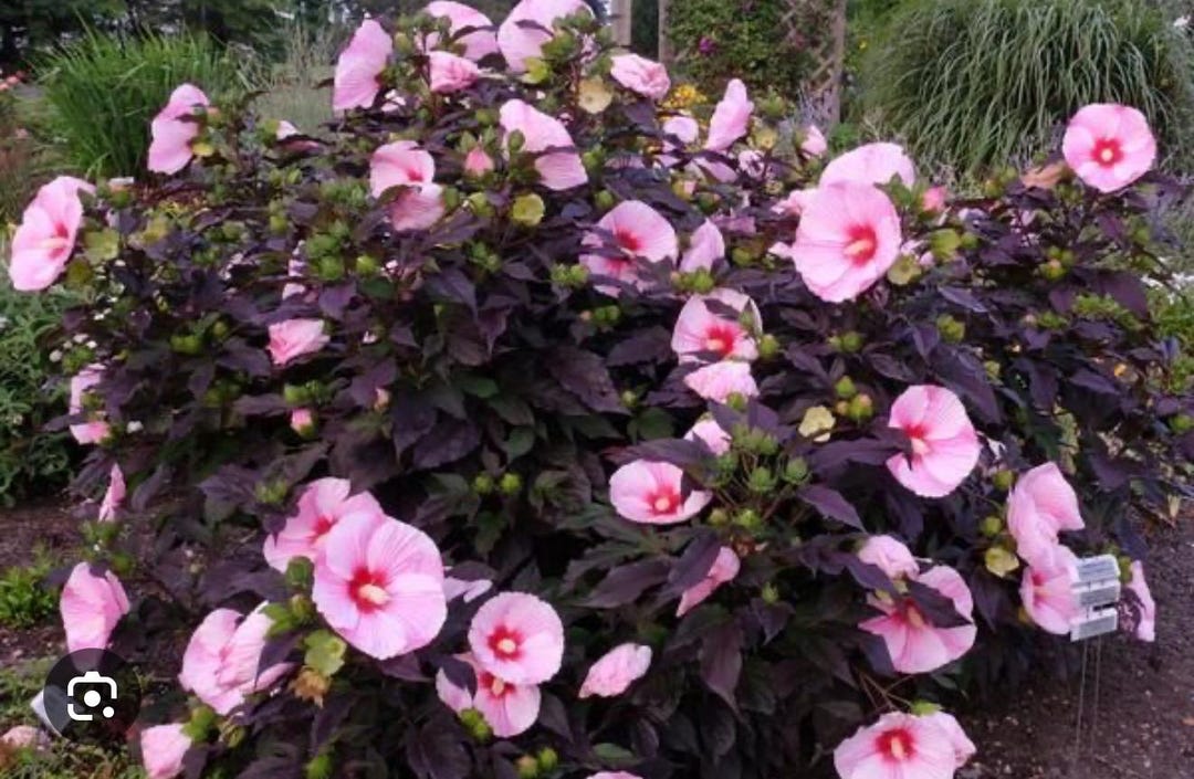 Starry Starry Night Hibiscus Moscheutos(rose Mallow)small ROOTED ...