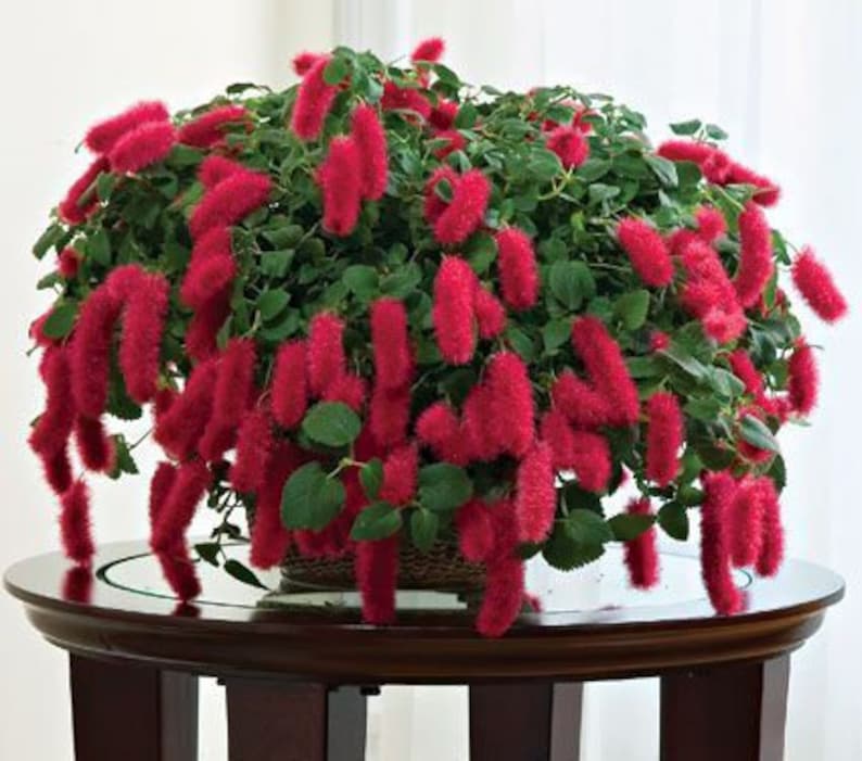 SUMMER LOVE** Acalypha Pendula CHENILLE Small Rooted Starter Plant**aka ...