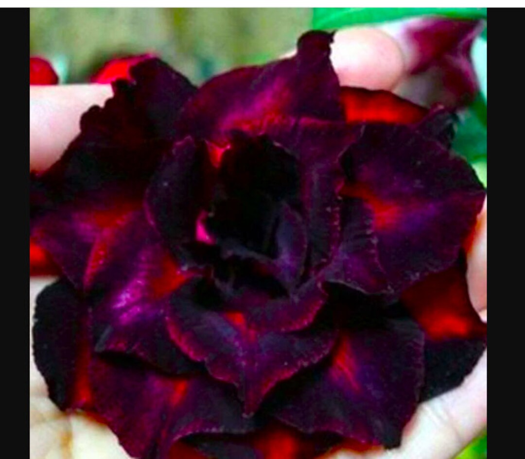 IMMORTALITY 2 Adenium Obesum Grafted Plant~desert Rose Plant *USA Grown ...