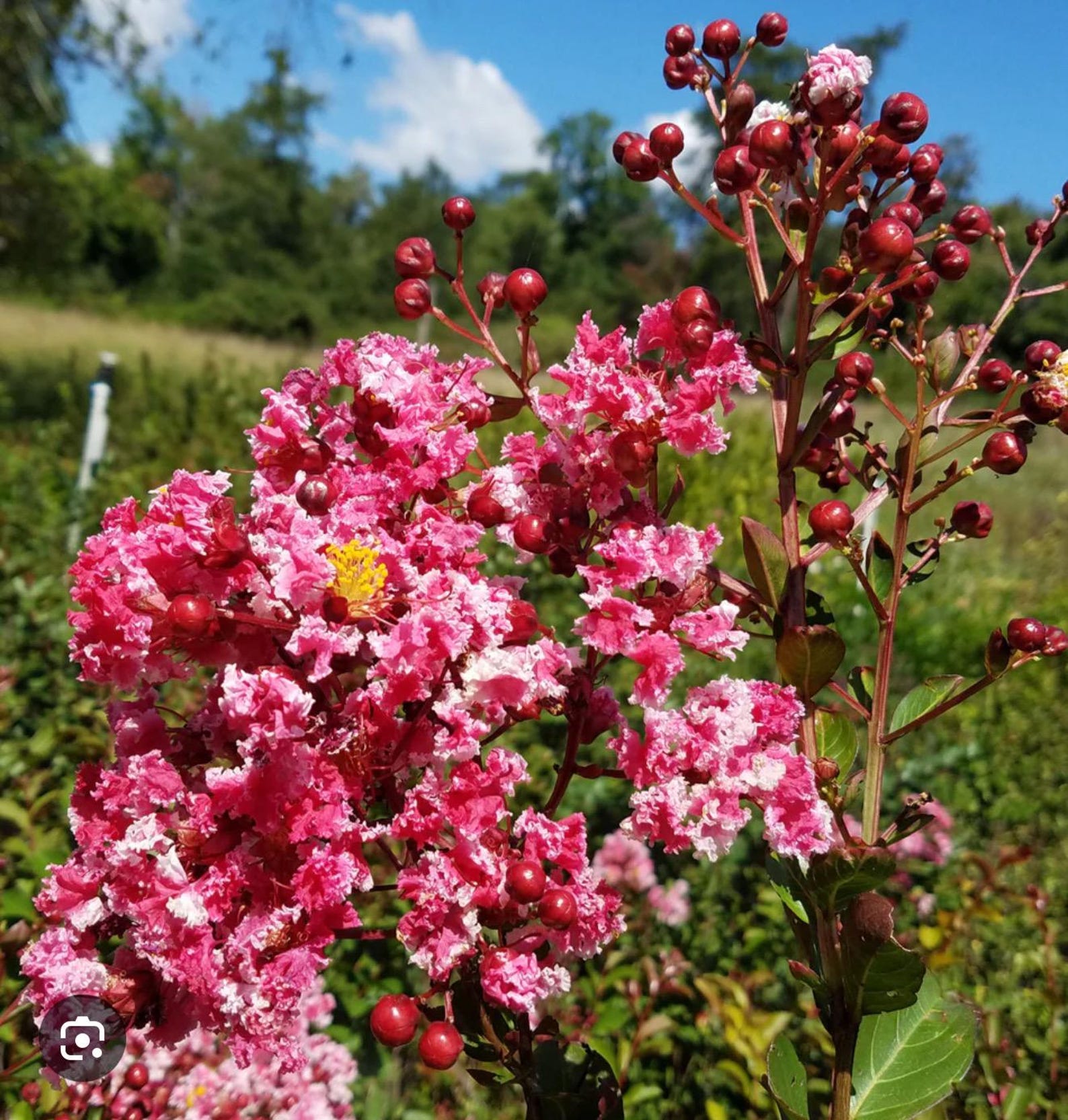 Raspberry Sunday~~crepe Crape Myrtle Starter Lagerstroemia Small Well ...