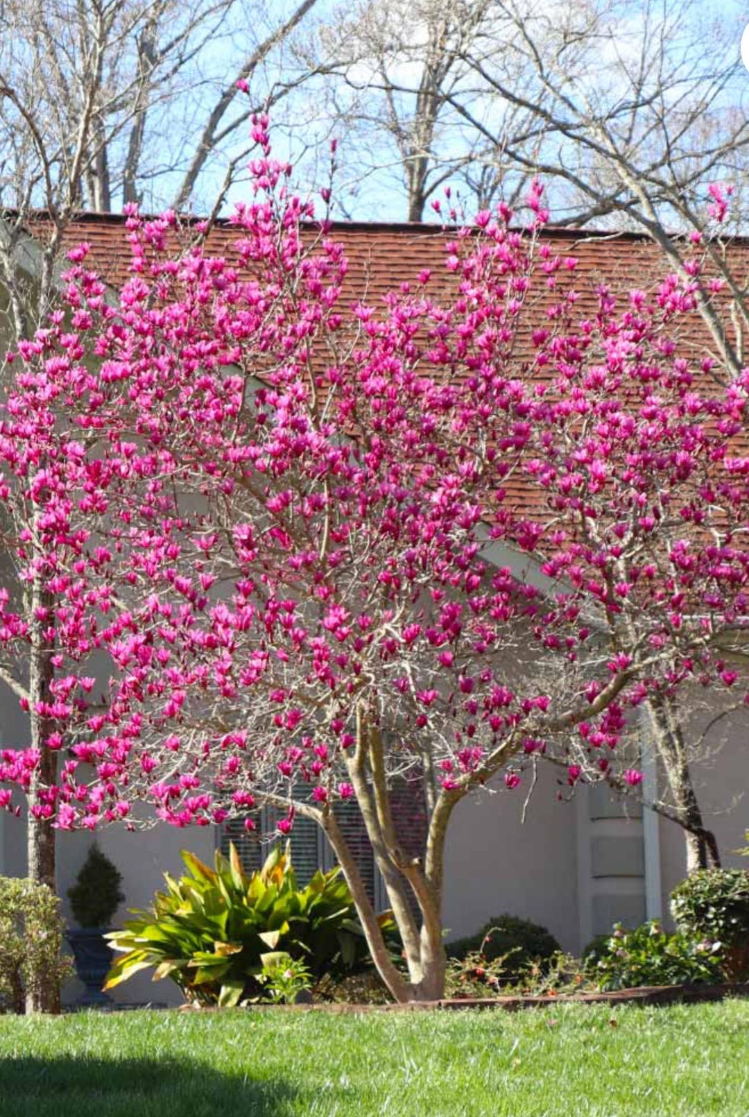 Tinkerbelle~magnolia Hybrid Tree~deep Plum Purple Fragrant Blooms! 20 ...