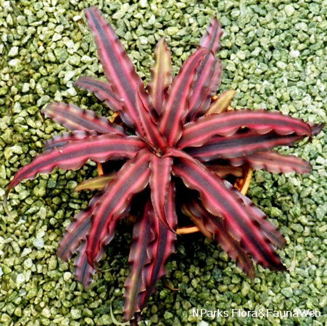 Red Star Cryptanthus Bivittatus Aka Earth Star Bromeliadsmall UNROOTED ...