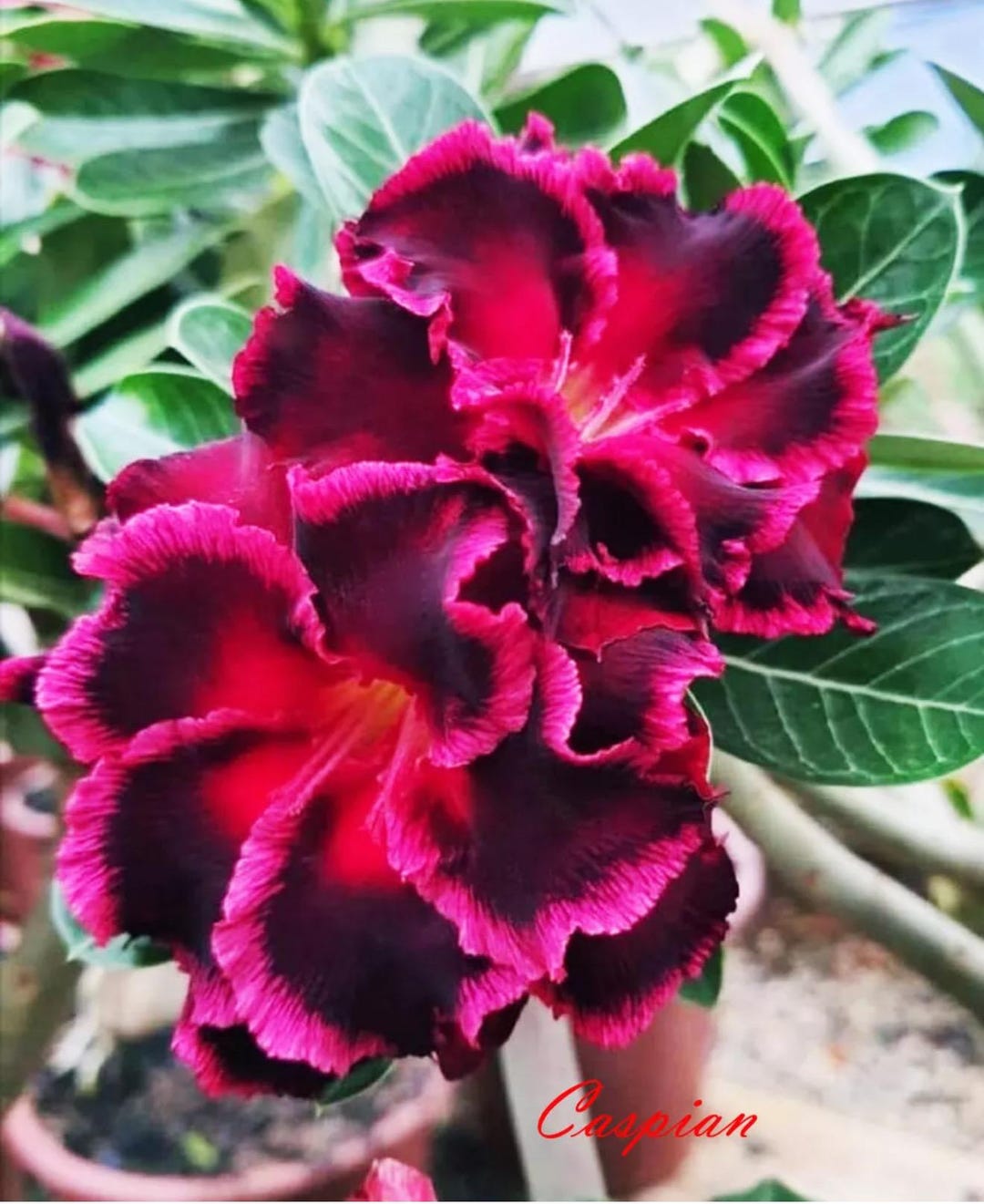Caspian ~ Desert Rose Adenium Obesum SMALL Rooted Seedling Plant - Etsy