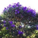 Athens Blue Princess Glory Bush Planttibouchina Urvilleanasmall Starter ...