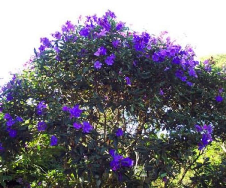 Athens Blue Princess Glory Bush Plant~~tibouchina Urvilleana~small ...