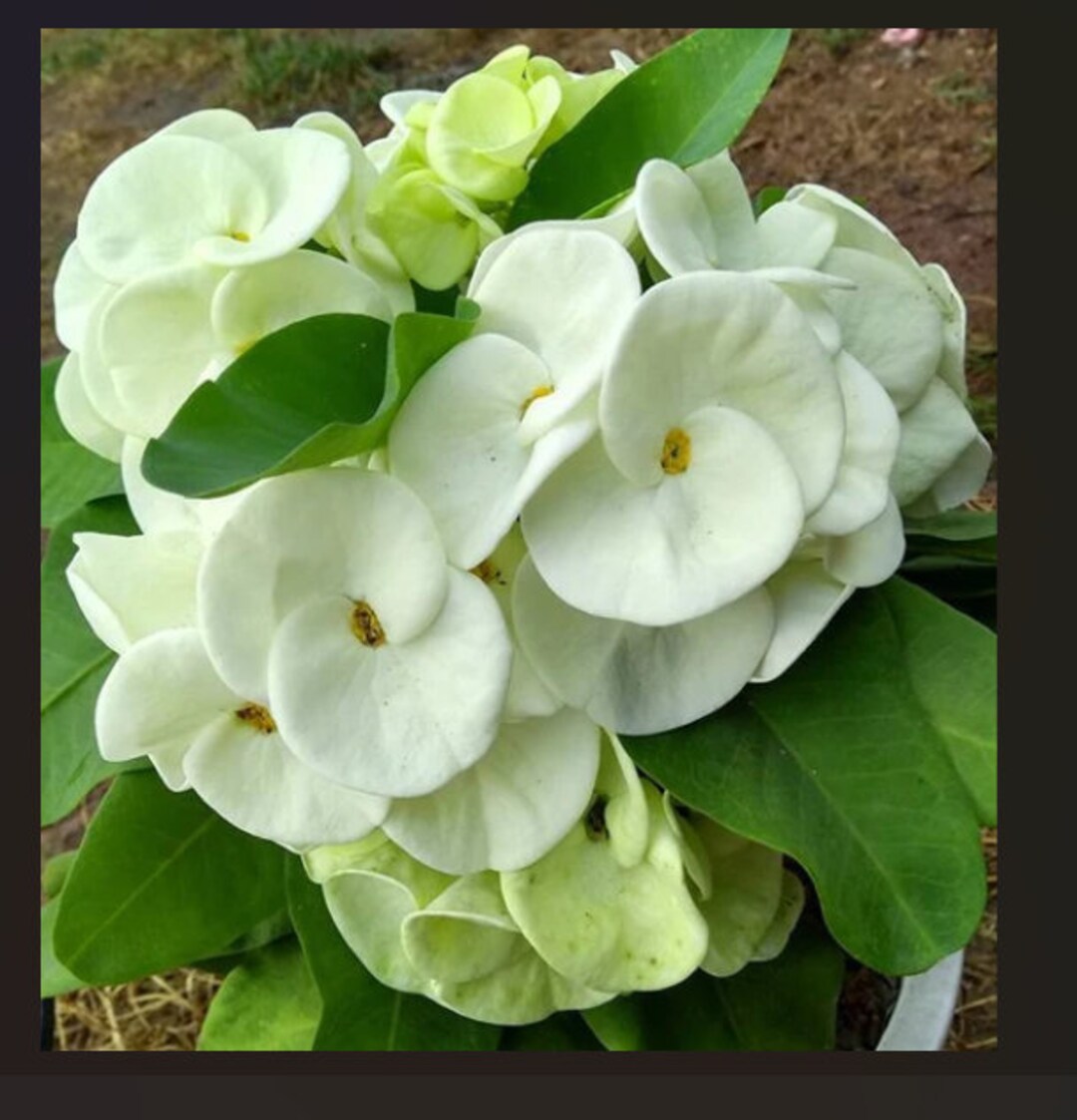 Mee Ngern**crown of Thorns-euphorbia Milii**christ Plant**very Small ...