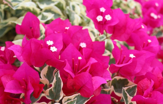 Raspberry Ice Bougainvillea Small Well Rooted Starter - Etsy