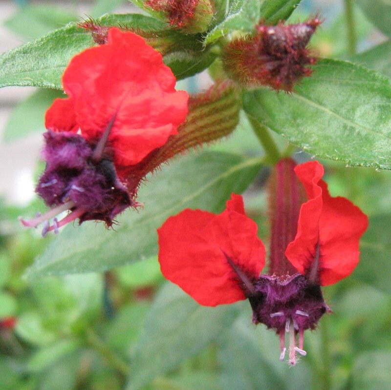 Cuphea Micropetala Red Turk Cap