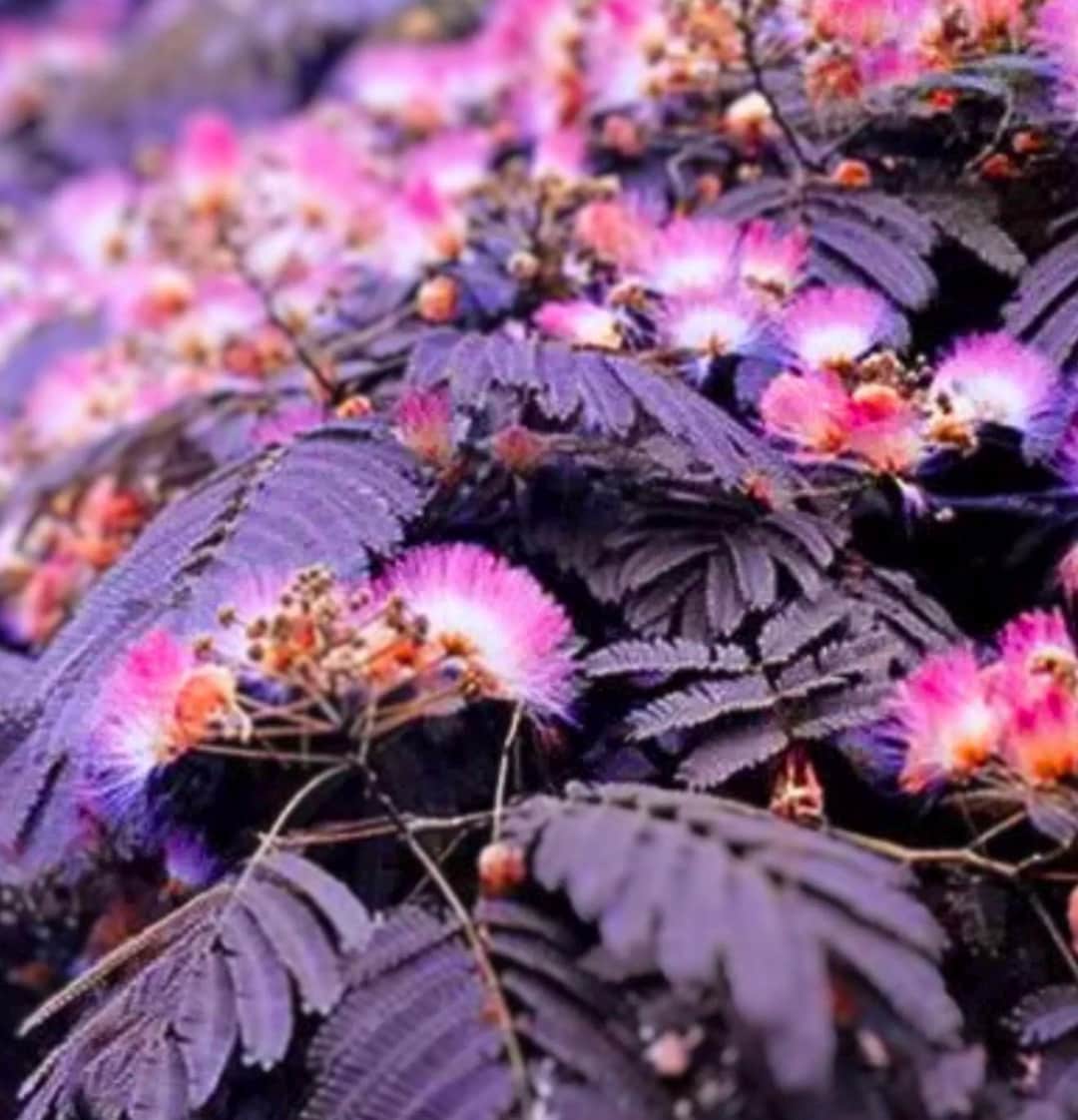 Summer Chocolate Mimosa Tree Albizia Julibrissin-height Varies From 20 ...