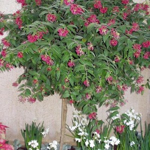 Cestrum Newellii Red** AKA Hummingbird Plant or Red Jasmine**well ...