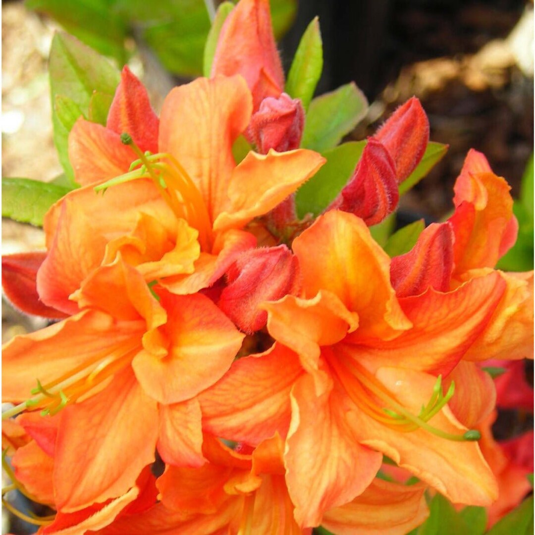 Very Rare~~tipsy Tangerine~~aromi Azalea Rhododendron Hybrid~~deciduous ...