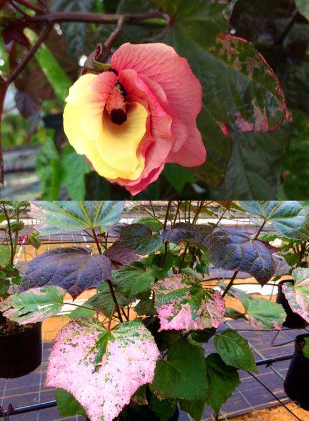 Auntie Lilli's South Sea Salad Bele Tree-abelmoschus Manihot-small ...