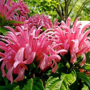 Pink Flamingo Justicia Carnea AKA as Brazilian Plume Jacobinia Plant ...