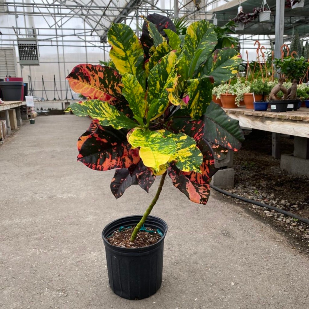 Magnificent~~croton Codiaeum Variegatum~~live SMALL STARTER Plant ...