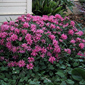 Pink Flamingo Justicia Carnea AKA as Brazilian Plume Jacobinia Plant ...