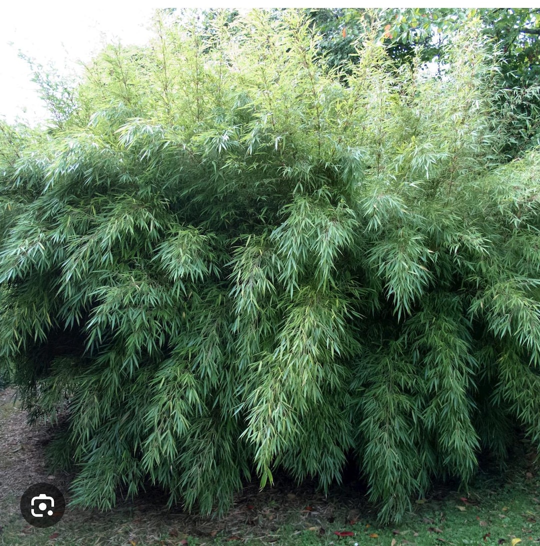 Rufa Bamboo-fargesia Dracocephala-well Rooted Plant-clumping Non ...