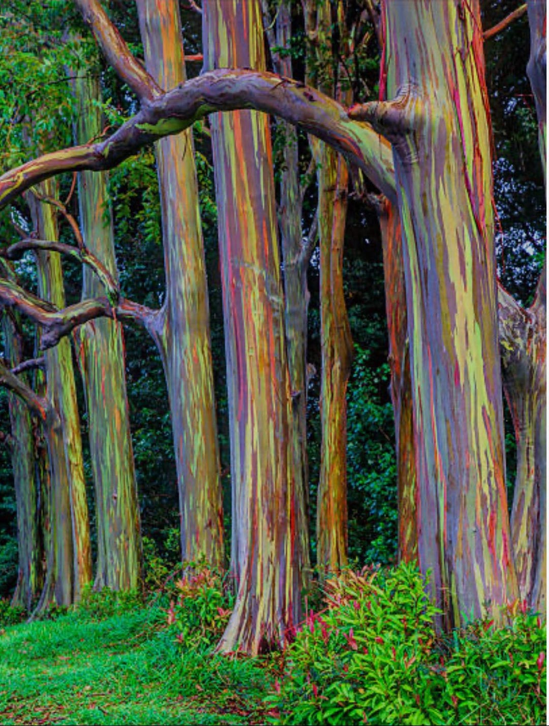 16”to 21”tall Rainbow Eucalyptus Deglupta Well Rooted Starter Tree ...