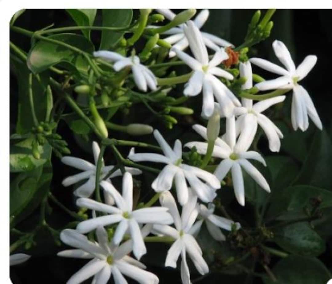 Indian Jui Jasmine ~jasminum Molle~~small Rooted STARTER Plant~very ...