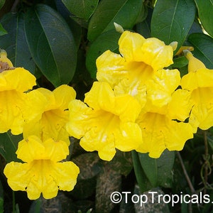 Bignonia Yellow Crossvine*rooted SMALL Rooted Starter Plant**attracts ...
