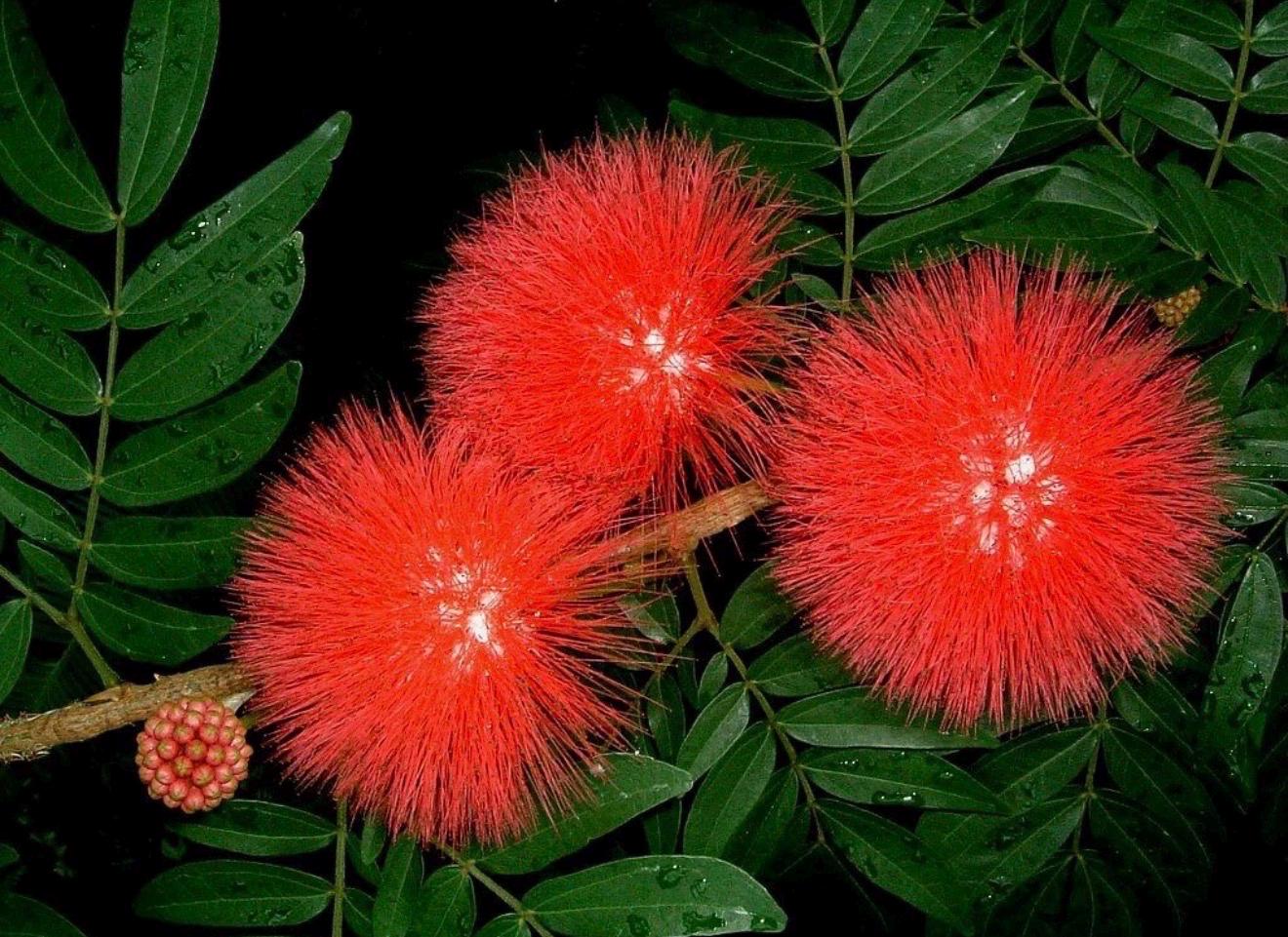 Red Dwarf Powder Puff~rooted Starter Plant~calliandra Haematocephala ...