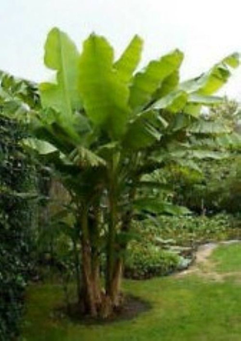 Gran Nain Chiquita Banana Tree~~musa Acuminata Live Banana Tree~~small ...