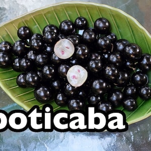 Brazilian Grape Tree~~jaboticaba Plinia Cauliflora Sabara Fruit~~small ...
