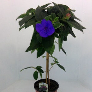 Athens Blue Princess Glory Bush Plant~~tibouchina Urvilleana~small ...