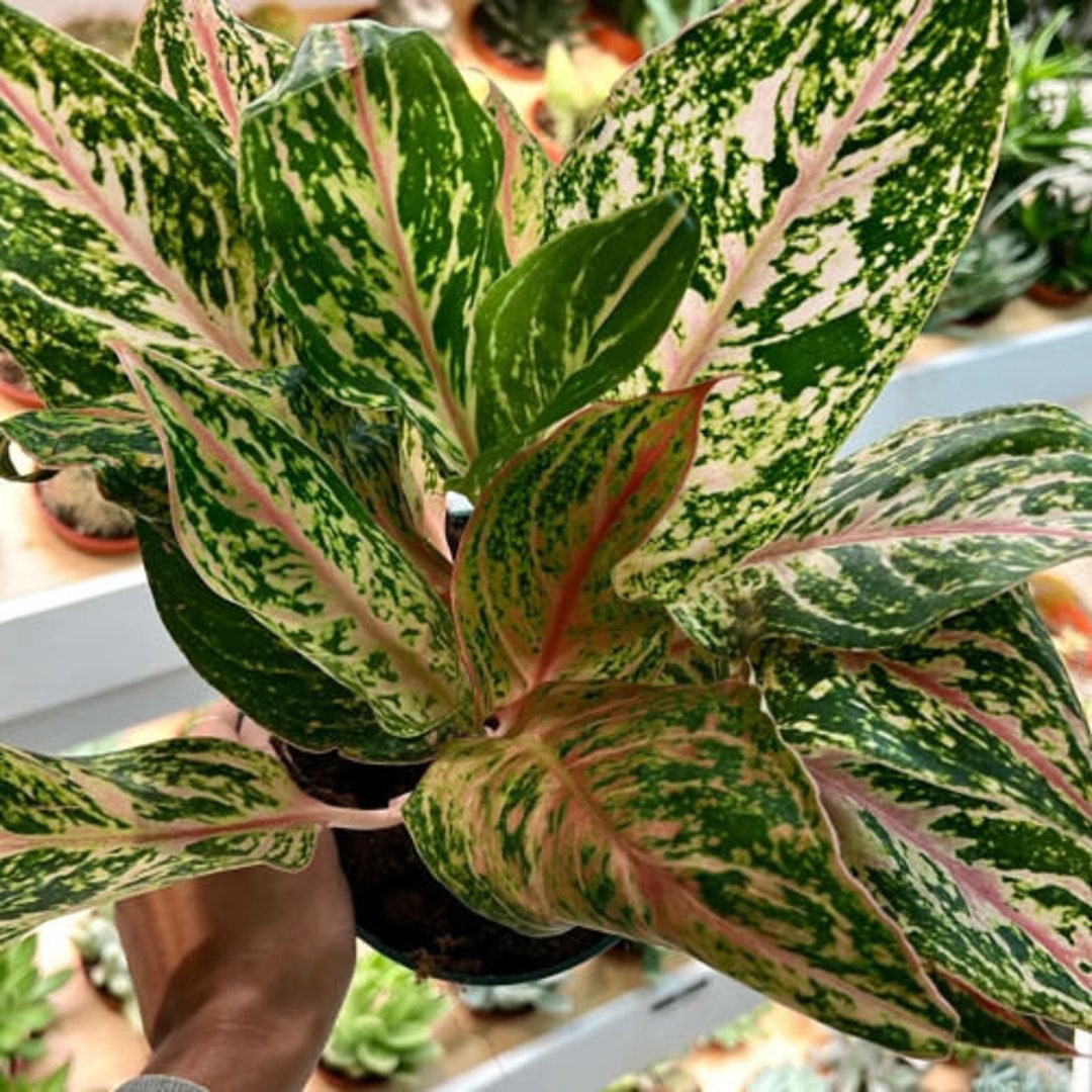 Jazzed Gems "sprakling Sara"~~aglaonema Chinese Evergreen Plant~~well ...