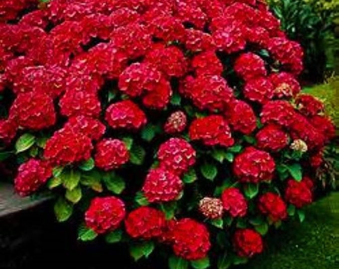 Ruby Slippers Hydrangea Plant Live Landscaping Plants Perennial Shrubs ...