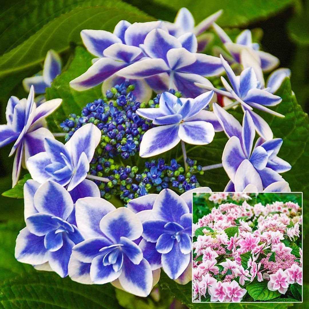 Star Gazer**hydrangea Rooted Starter Plant**usa Seller**ships Semi ...