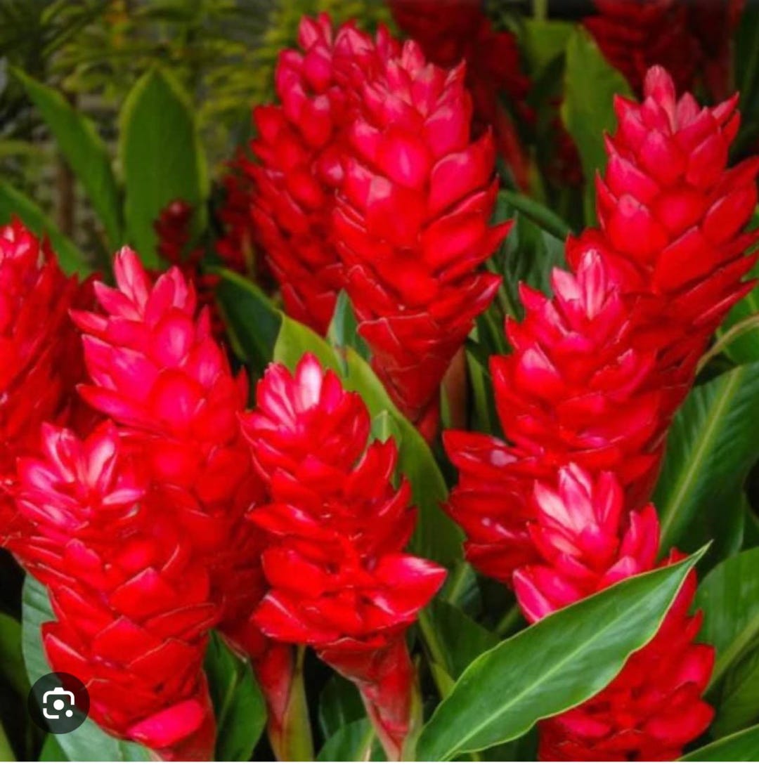 Hawaiian Red Ginger-alpinia Purpurata-small ROOTED STARTER Plant - Etsy