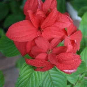 Red Mussaenda STARTER Plant AKA the Tropical Dogwood Plantextremely ...